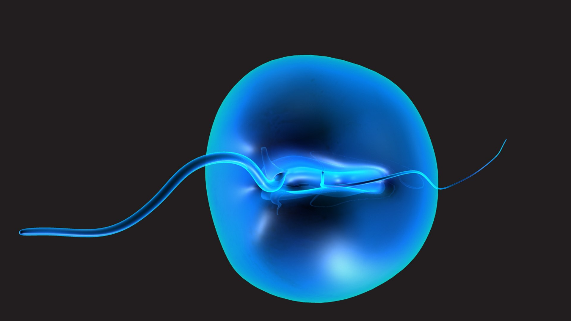 3d Model Of Noctiluca Sea