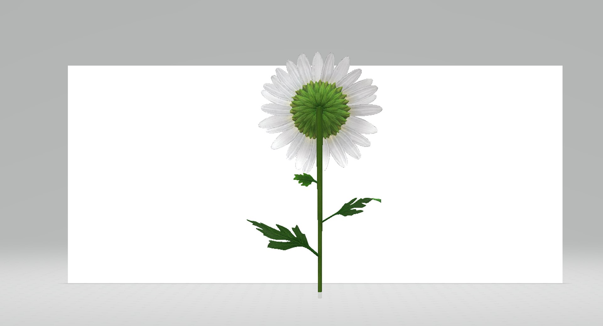 3D Daisy Model - TurboSquid 1242524