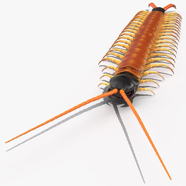 Centipede 3D Models for Download | TurboSquid