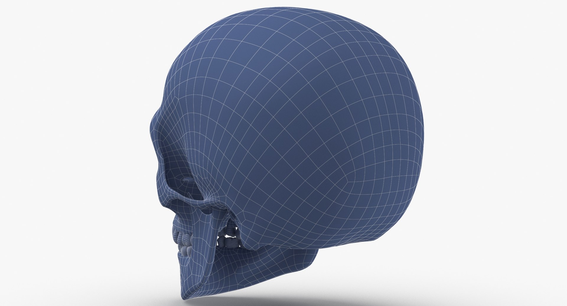 3D Model Real Human Male Skull - TurboSquid 1614835
