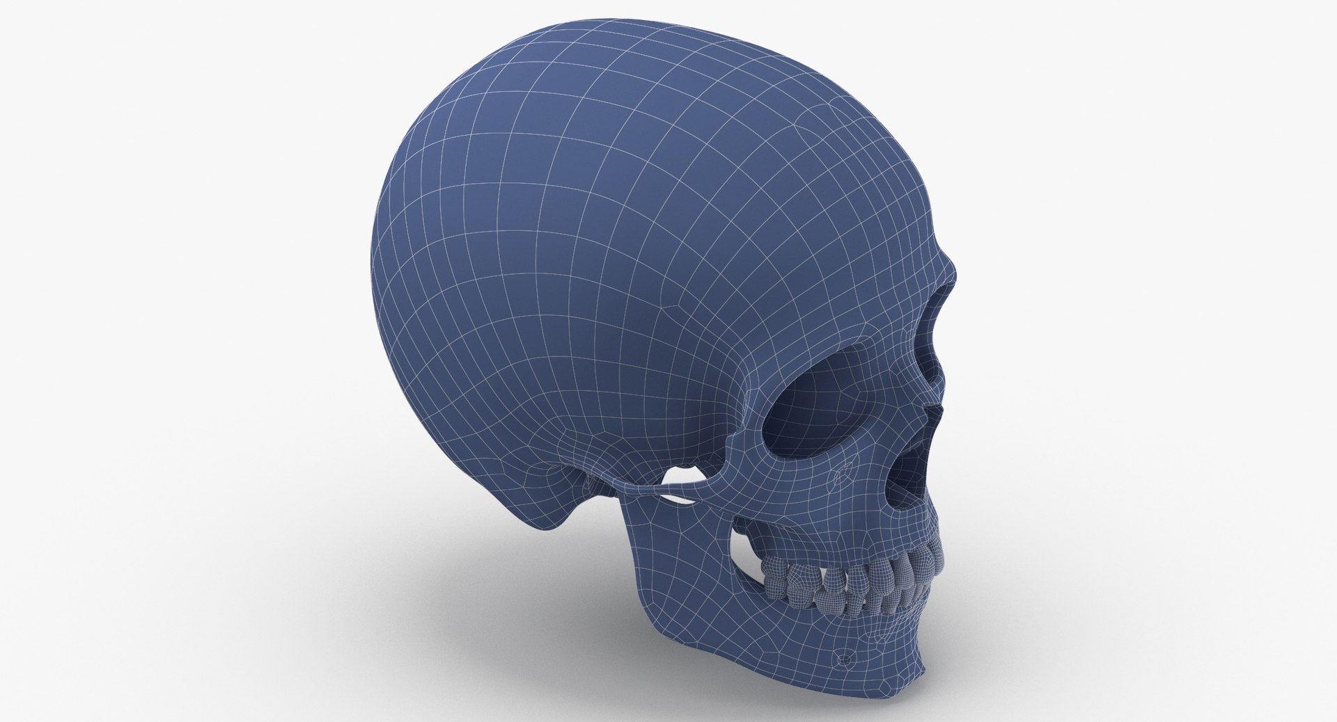 3D Model Real Human Male Skull - TurboSquid 1614835