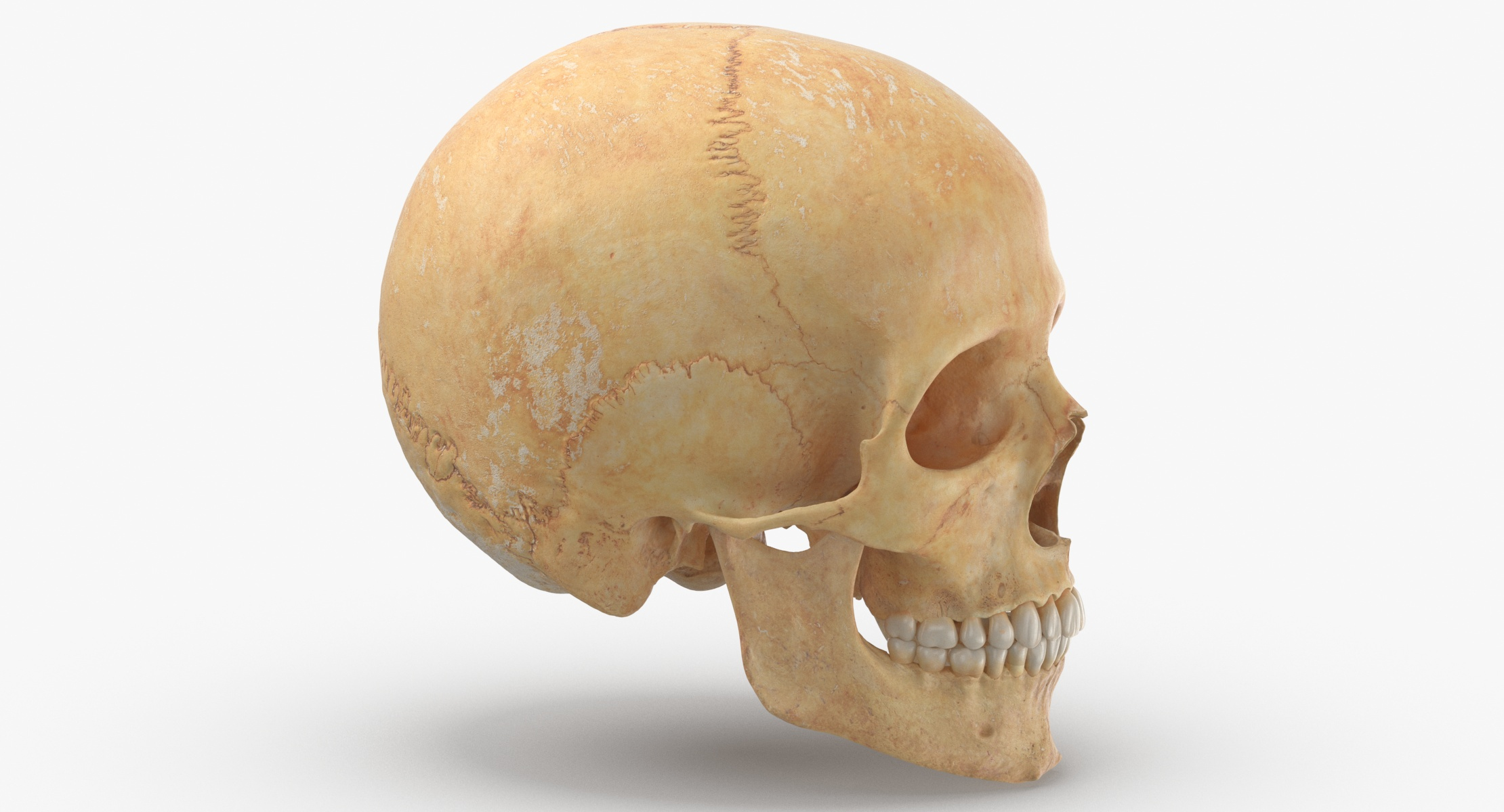 3D model real human male skull - TurboSquid 1614835