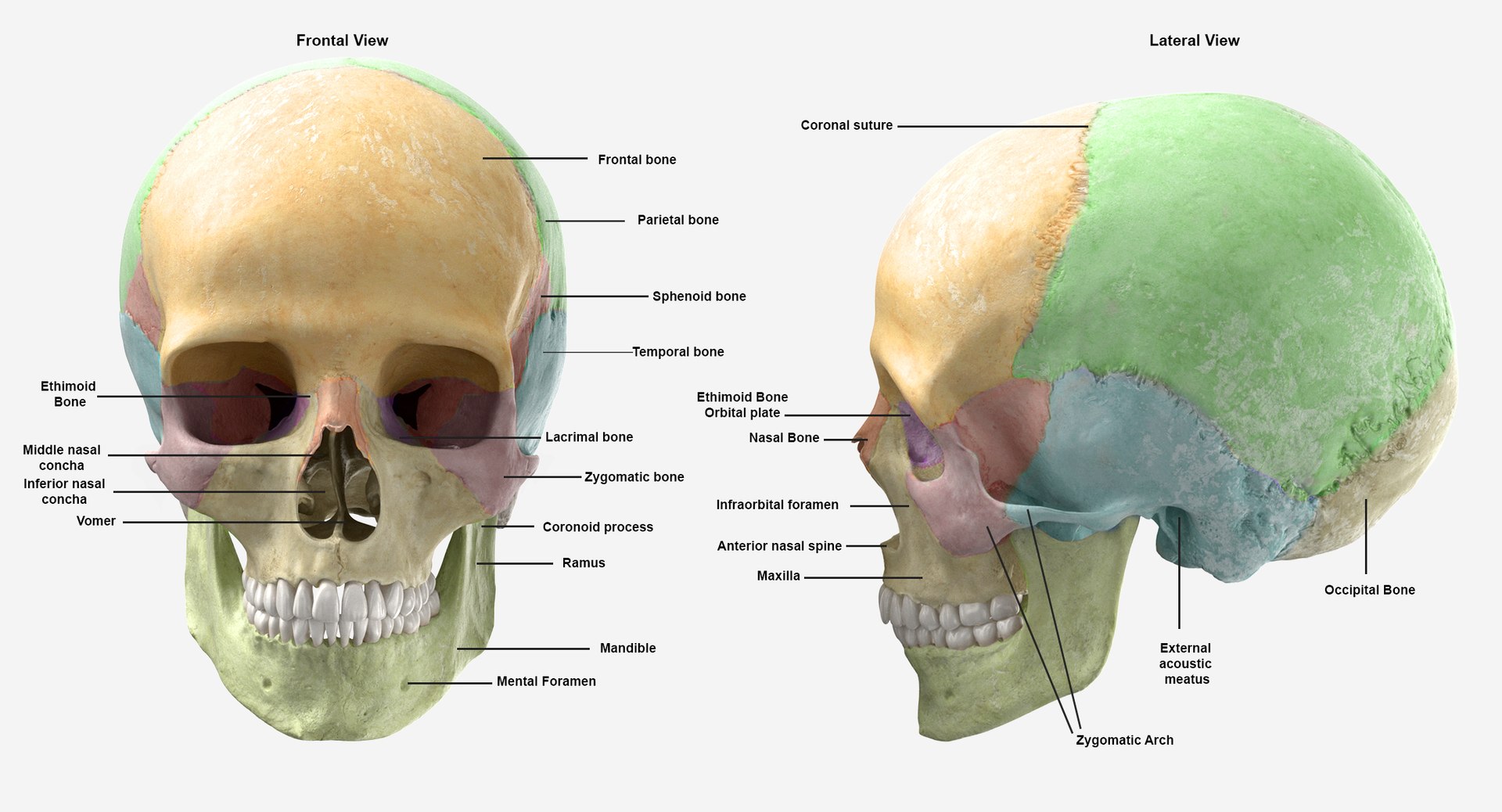 3D Model Real Human Male Skull - TurboSquid 1614835