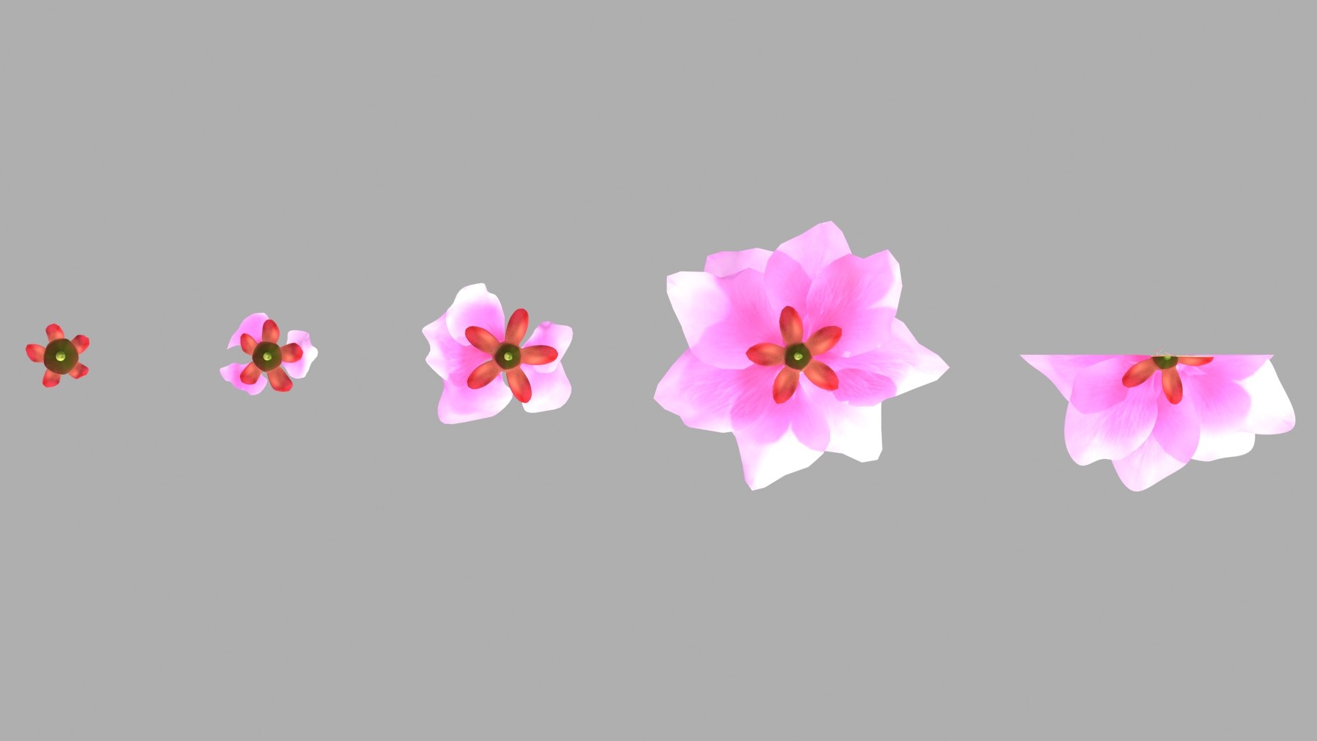 3D Growth Process Of Peach Blossoms Model - TurboSquid 2025807