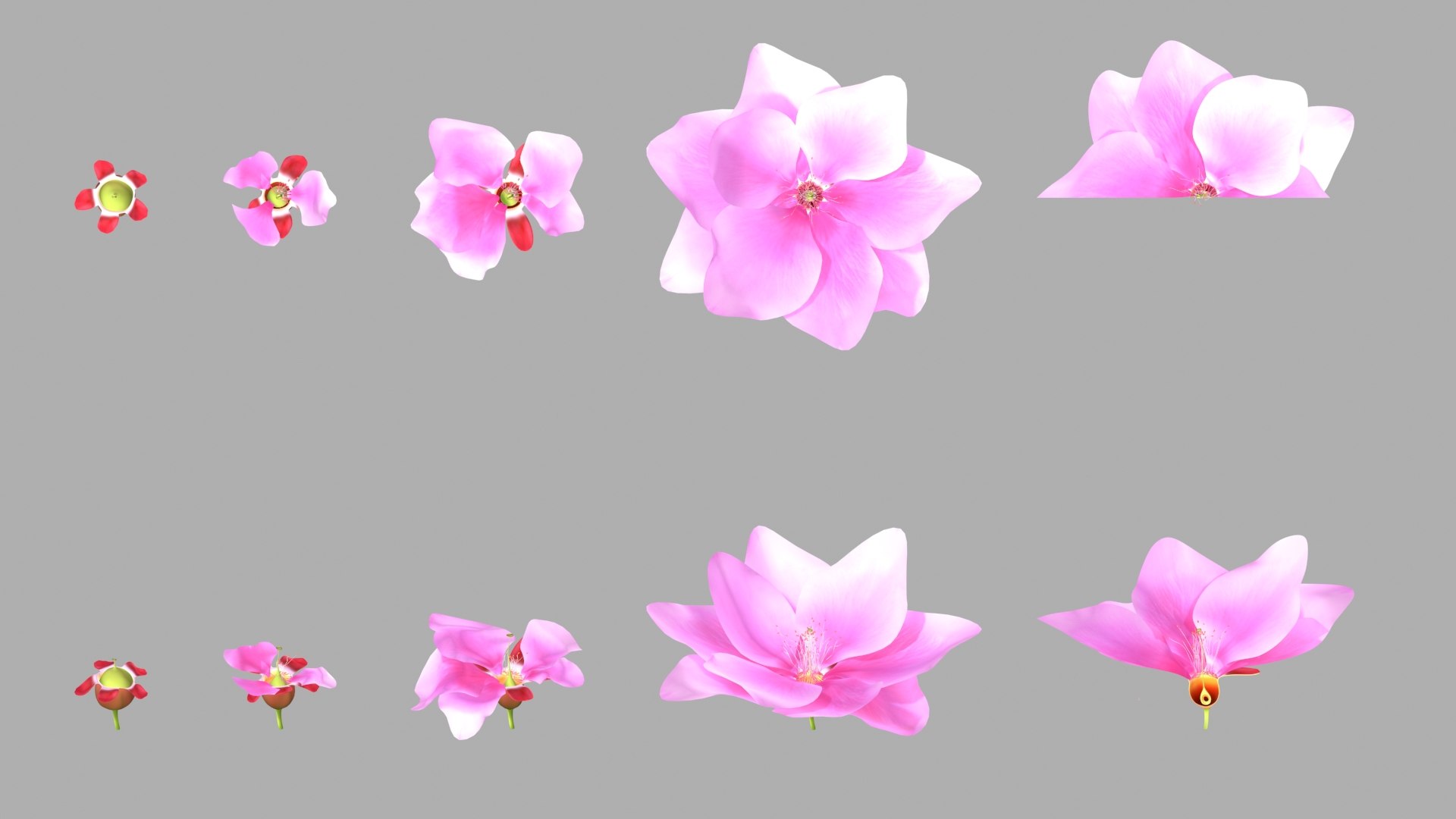 3D Growth Process Of Peach Blossoms Model - TurboSquid 2025807