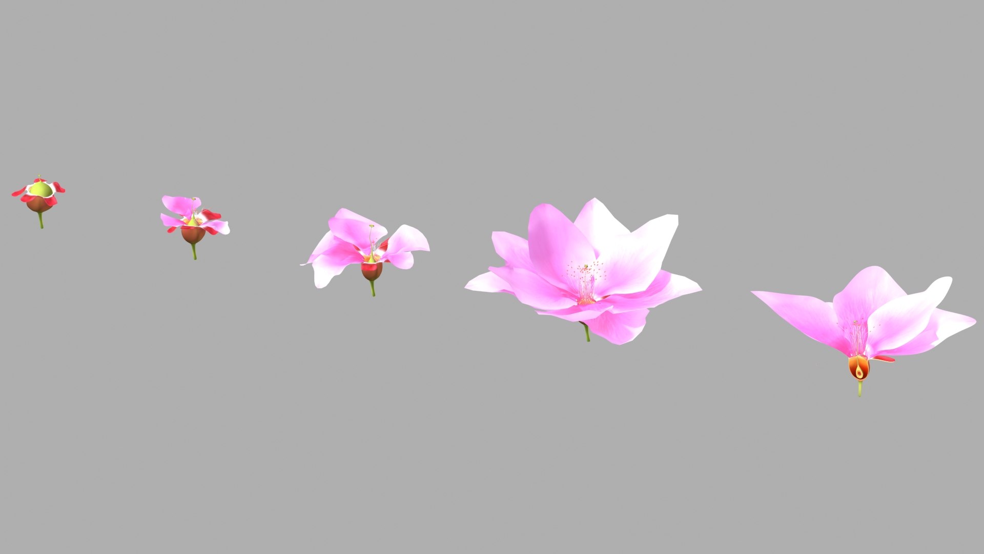 3D Growth Process Of Peach Blossoms Model - TurboSquid 2025807