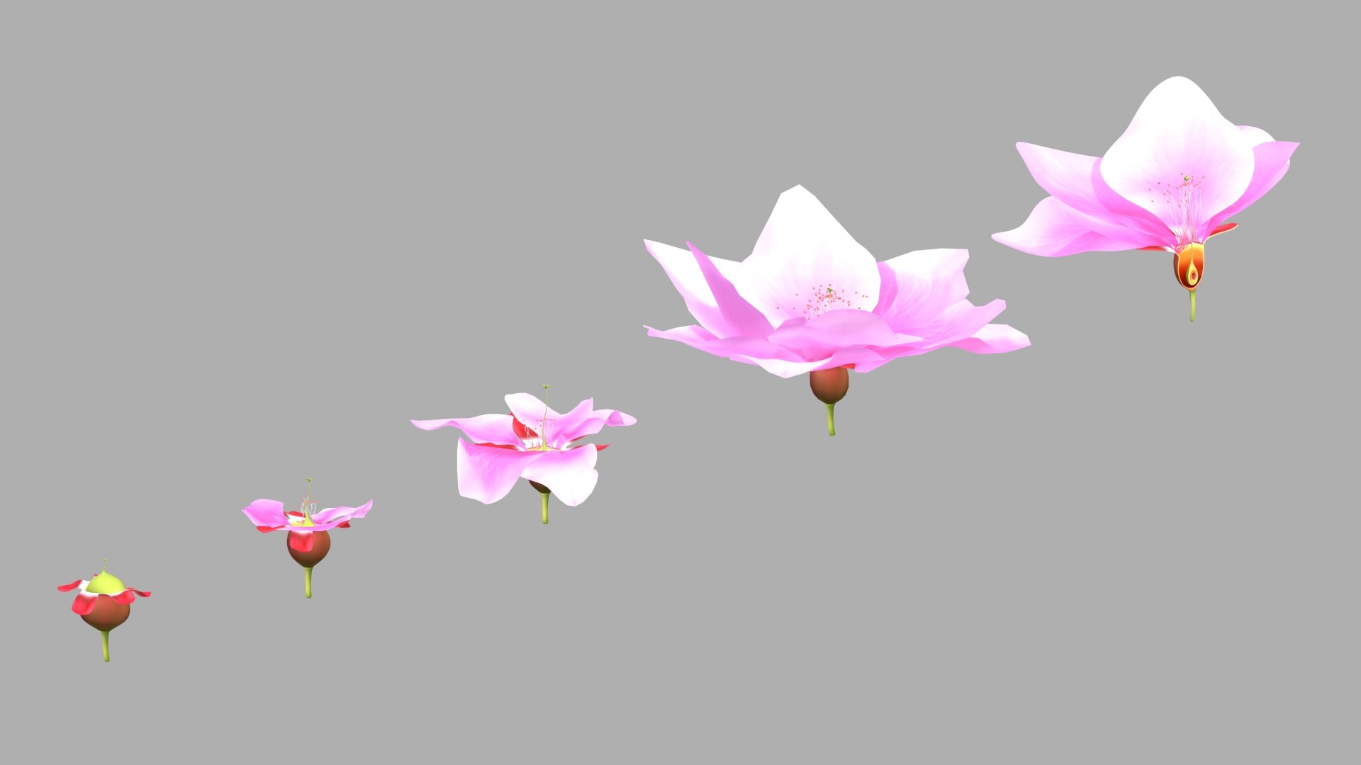 3D Growth Process Of Peach Blossoms Model - TurboSquid 2025807