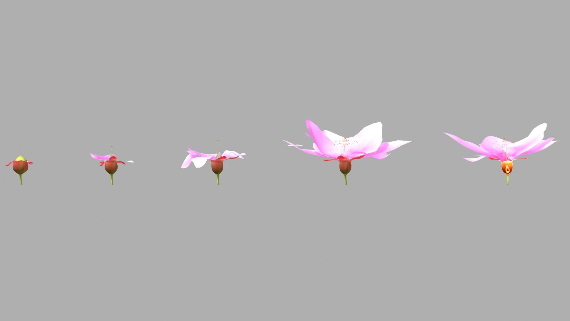 3D Growth Process Of Peach Blossoms Model - TurboSquid 2025807
