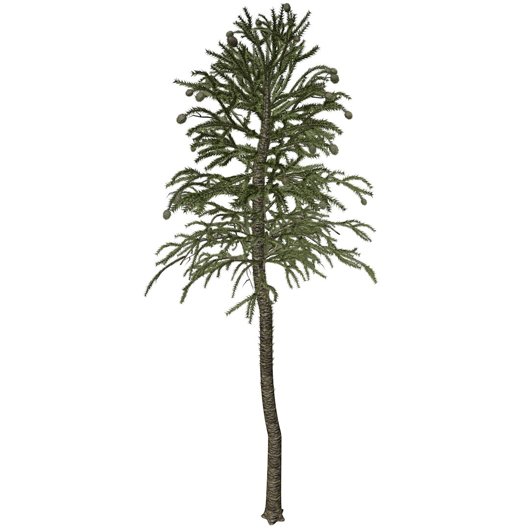 3D Monkey Puzzle Tree Collection - TurboSquid 2378871