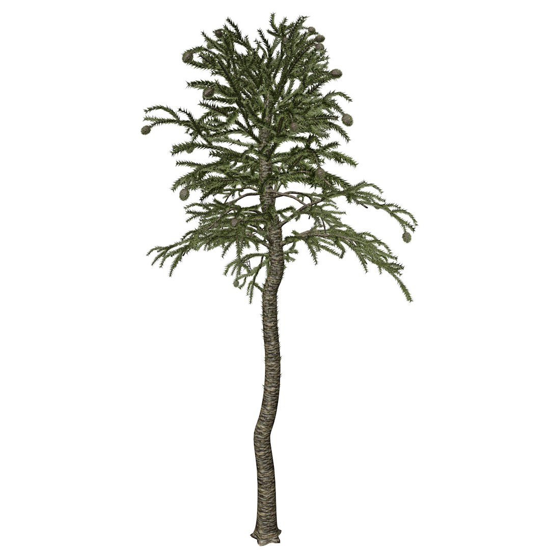 3D Monkey Puzzle Tree Collection - TurboSquid 2378871