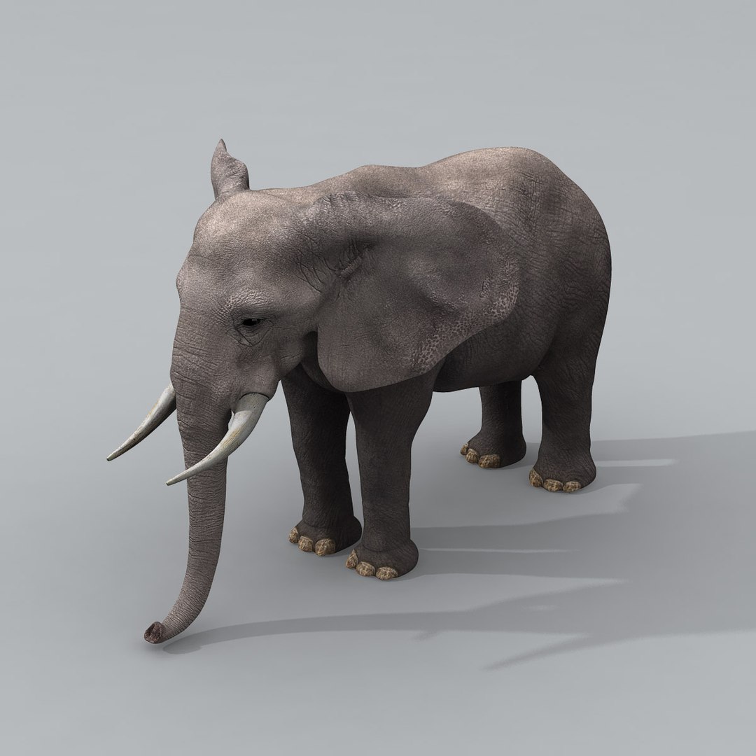 3d Model African Elephant