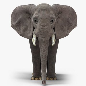 3d photorealistic african elephant rigged model
