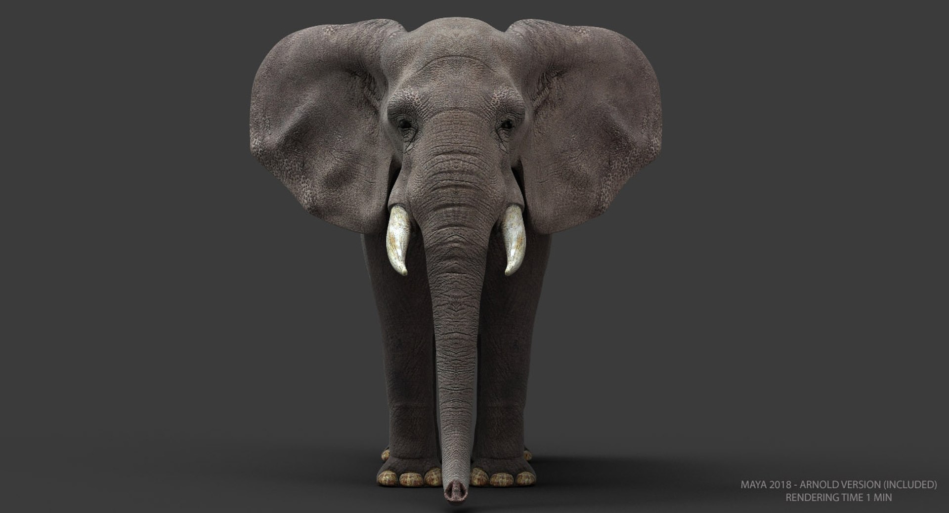 3d Model African Elephant