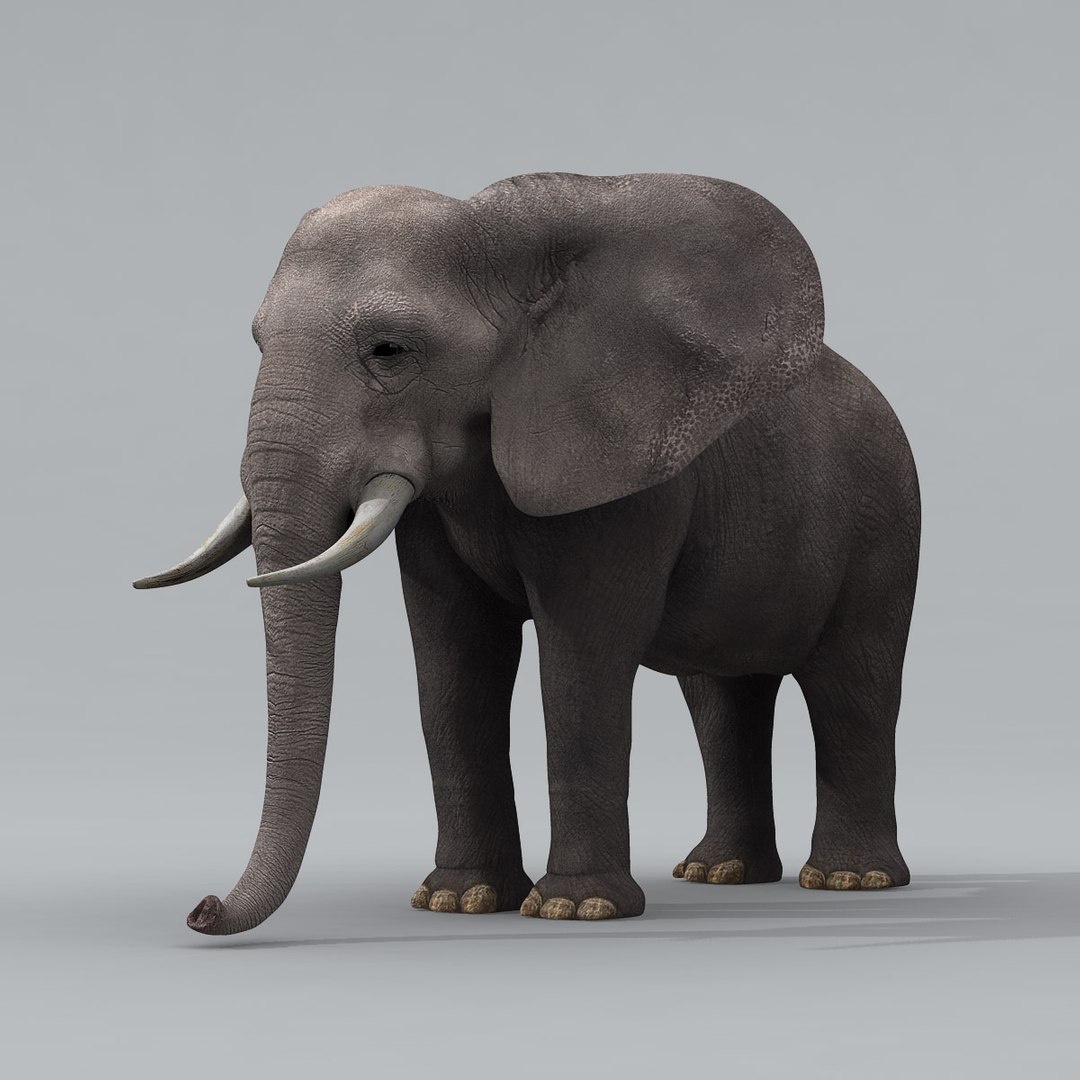 3d Model African Elephant