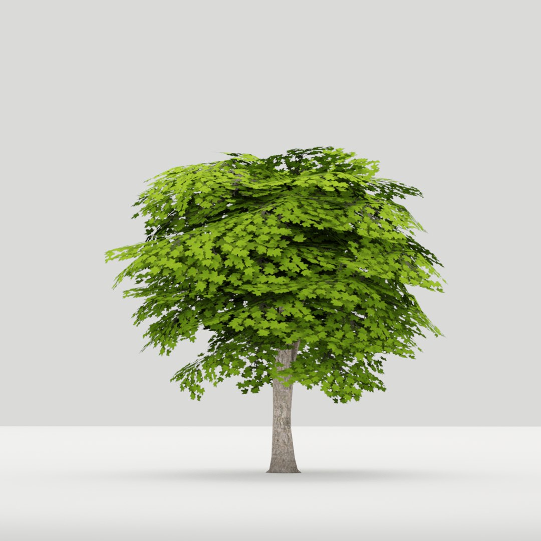 Maple Tree 3D Model - TurboSquid 1423839