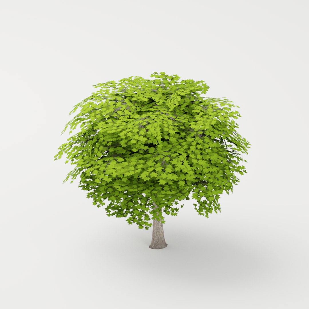 Maple Tree 3D Model - TurboSquid 1423839