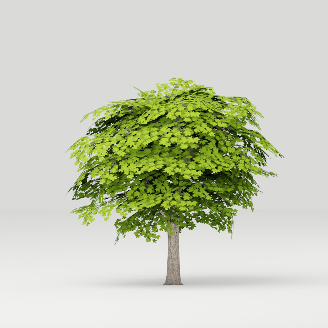 Maple Tree 3D Model - TurboSquid 1423839