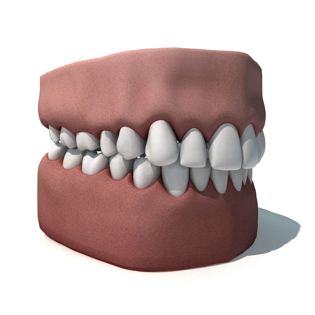 3d Model Teeths Gums