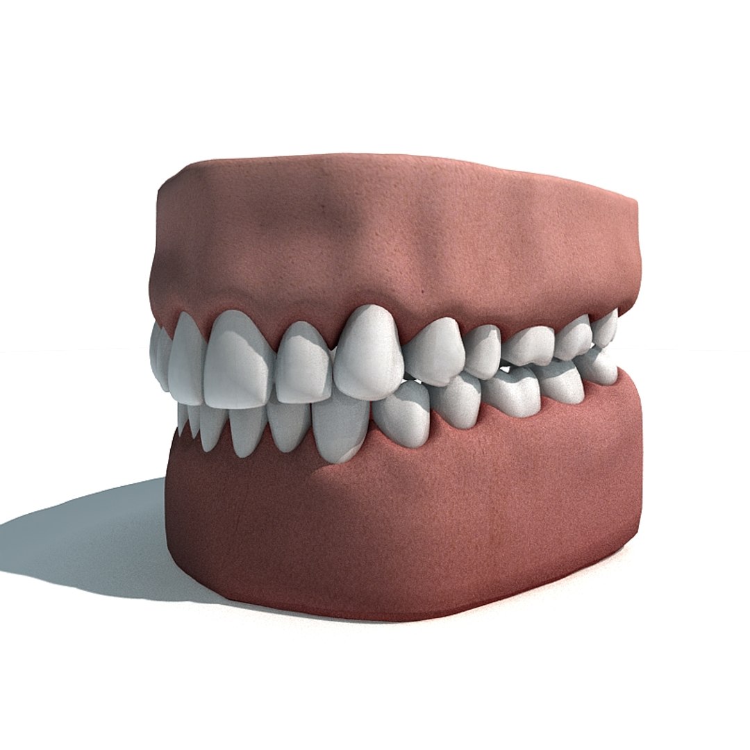 3d Model Teeths Gums