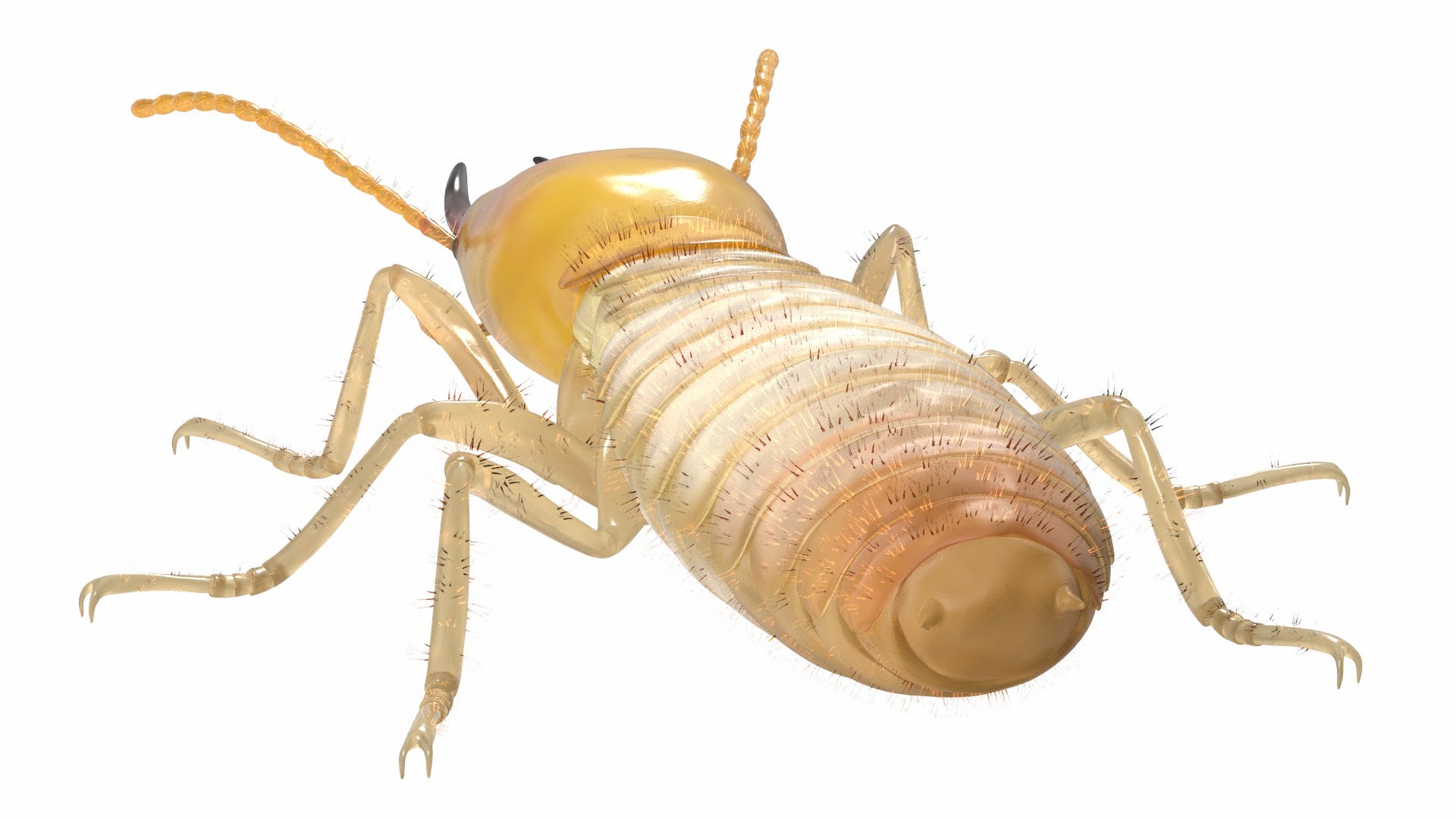 Termite For 3D Print 3D Model - TurboSquid 2349734
