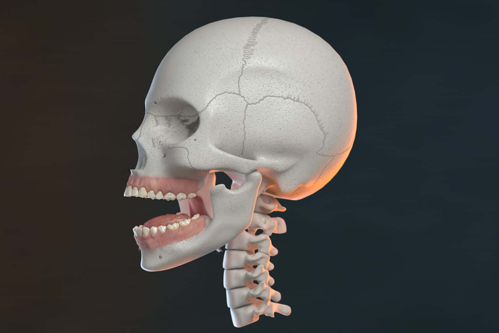 3D Model Skull V-ray Bones Anatomy - TurboSquid 1398700