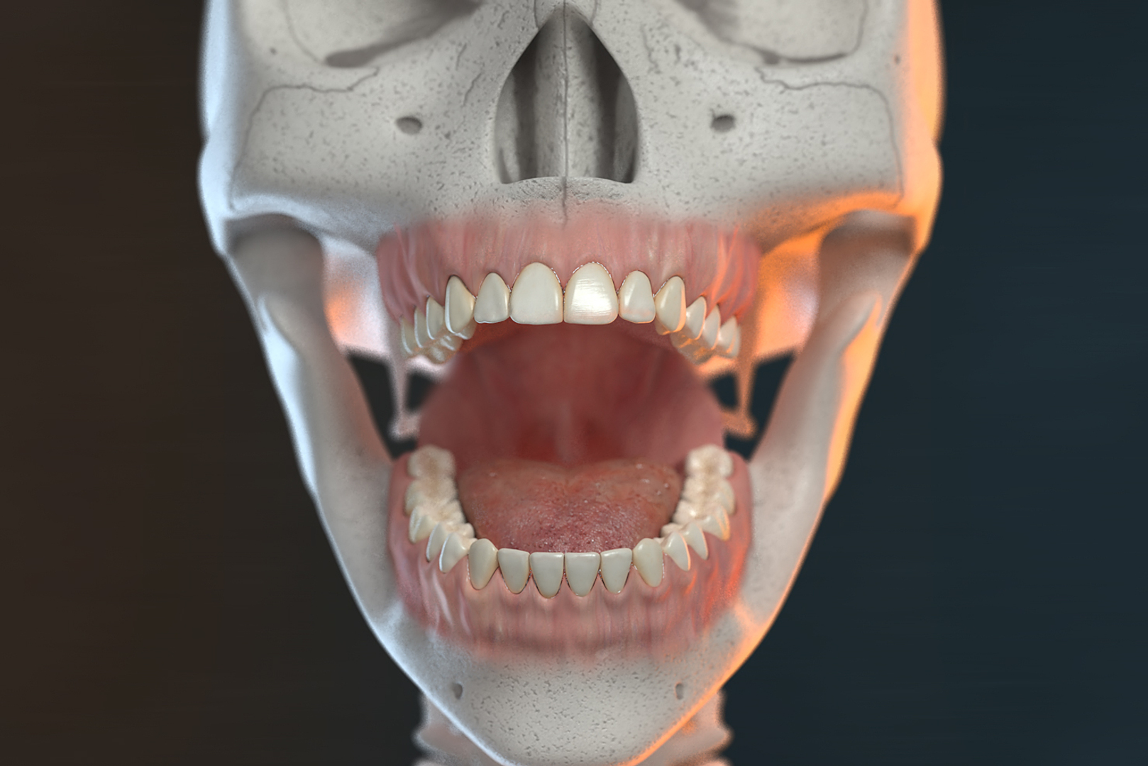 3D Model Skull V-ray Bones Anatomy - TurboSquid 1398700
