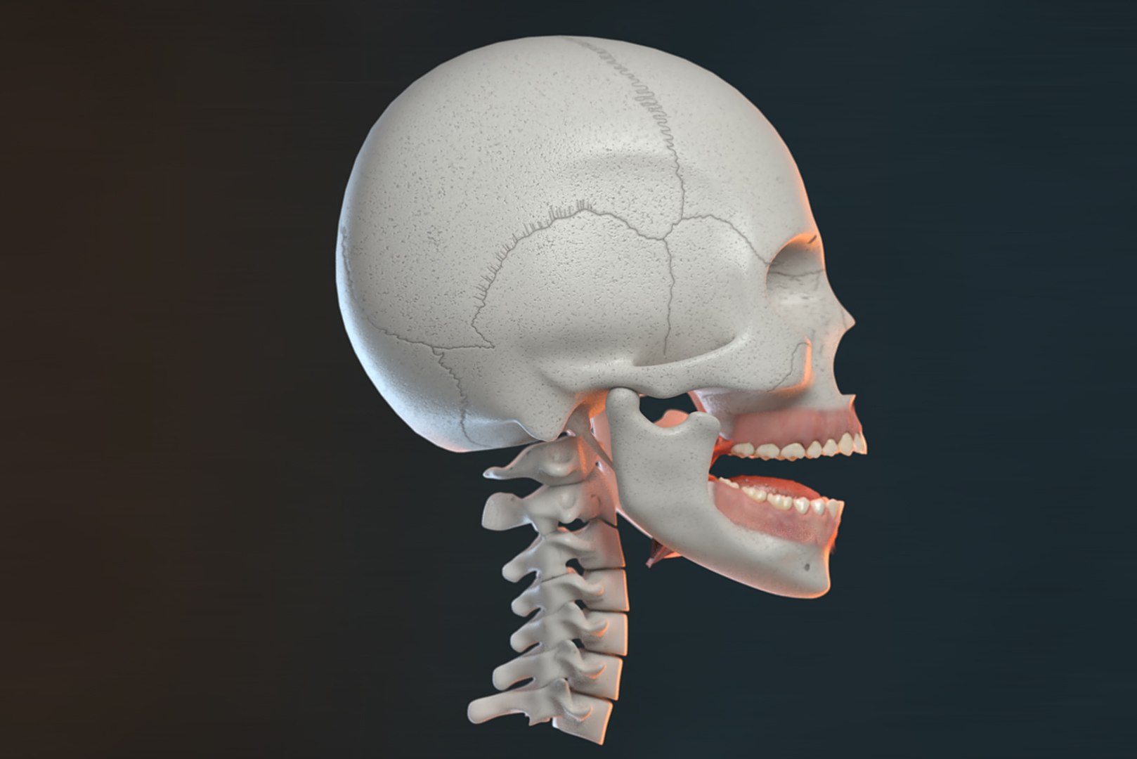 3D Model Skull V-ray Bones Anatomy - TurboSquid 1398700
