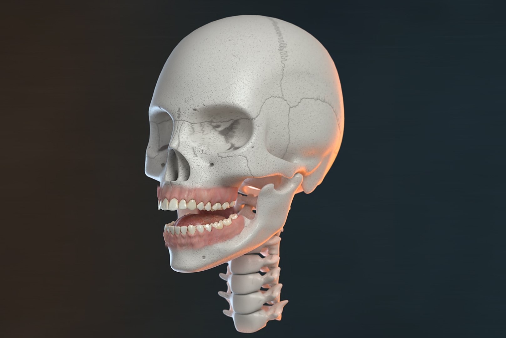 3D Model Skull V-ray Bones Anatomy - TurboSquid 1398700