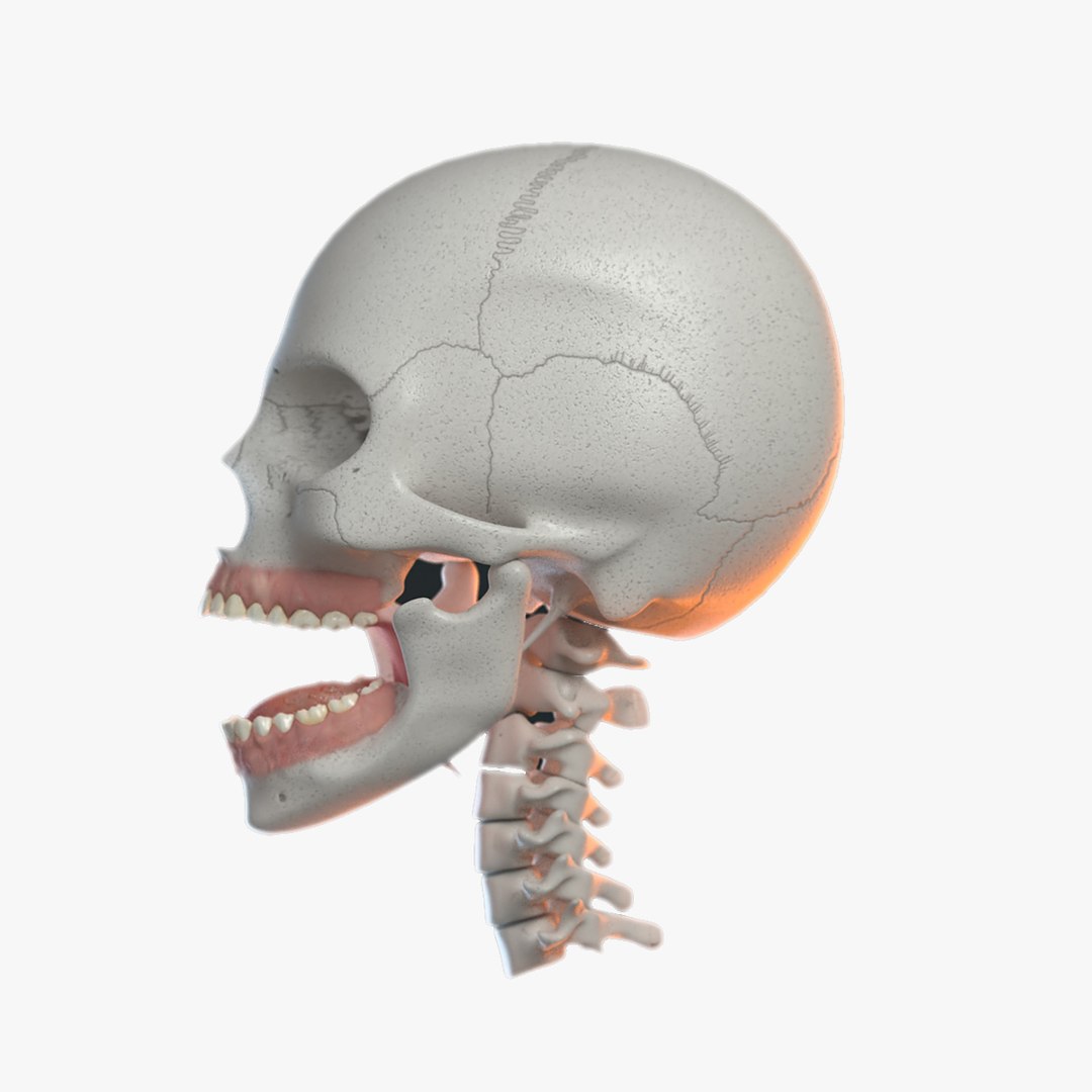 3D model skull v-ray bones anatomy - TurboSquid 1398700