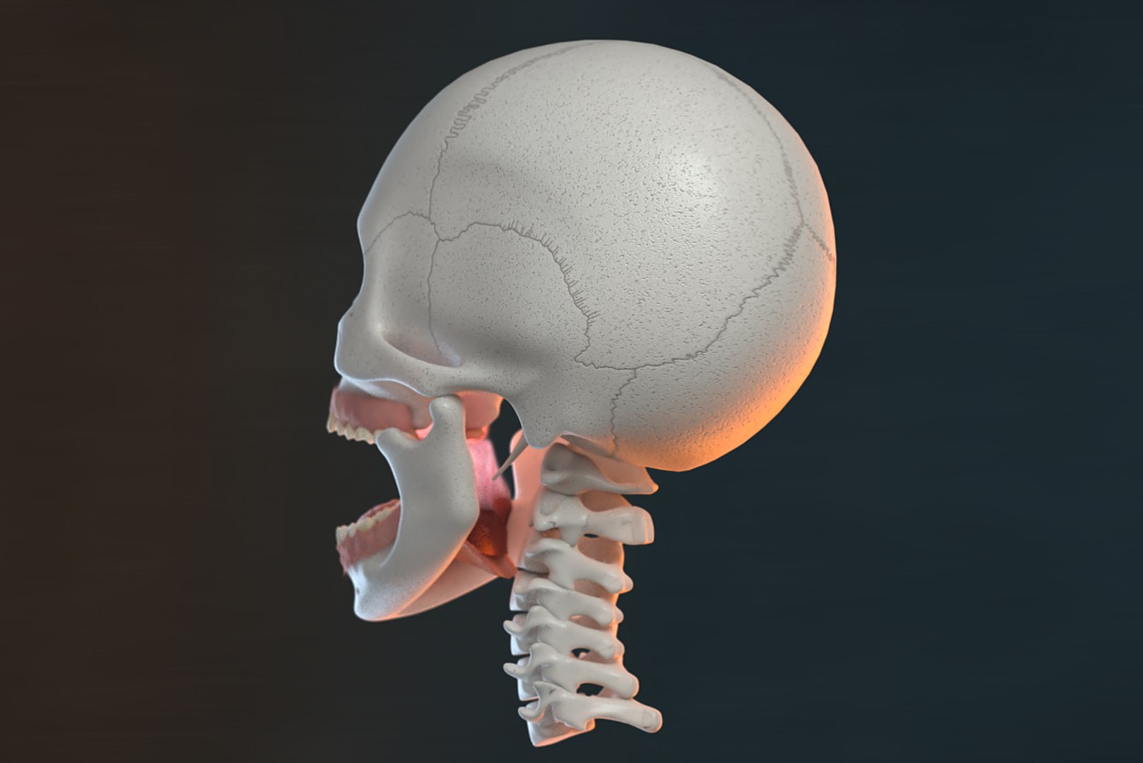 3D Model Skull V-ray Bones Anatomy - TurboSquid 1398700