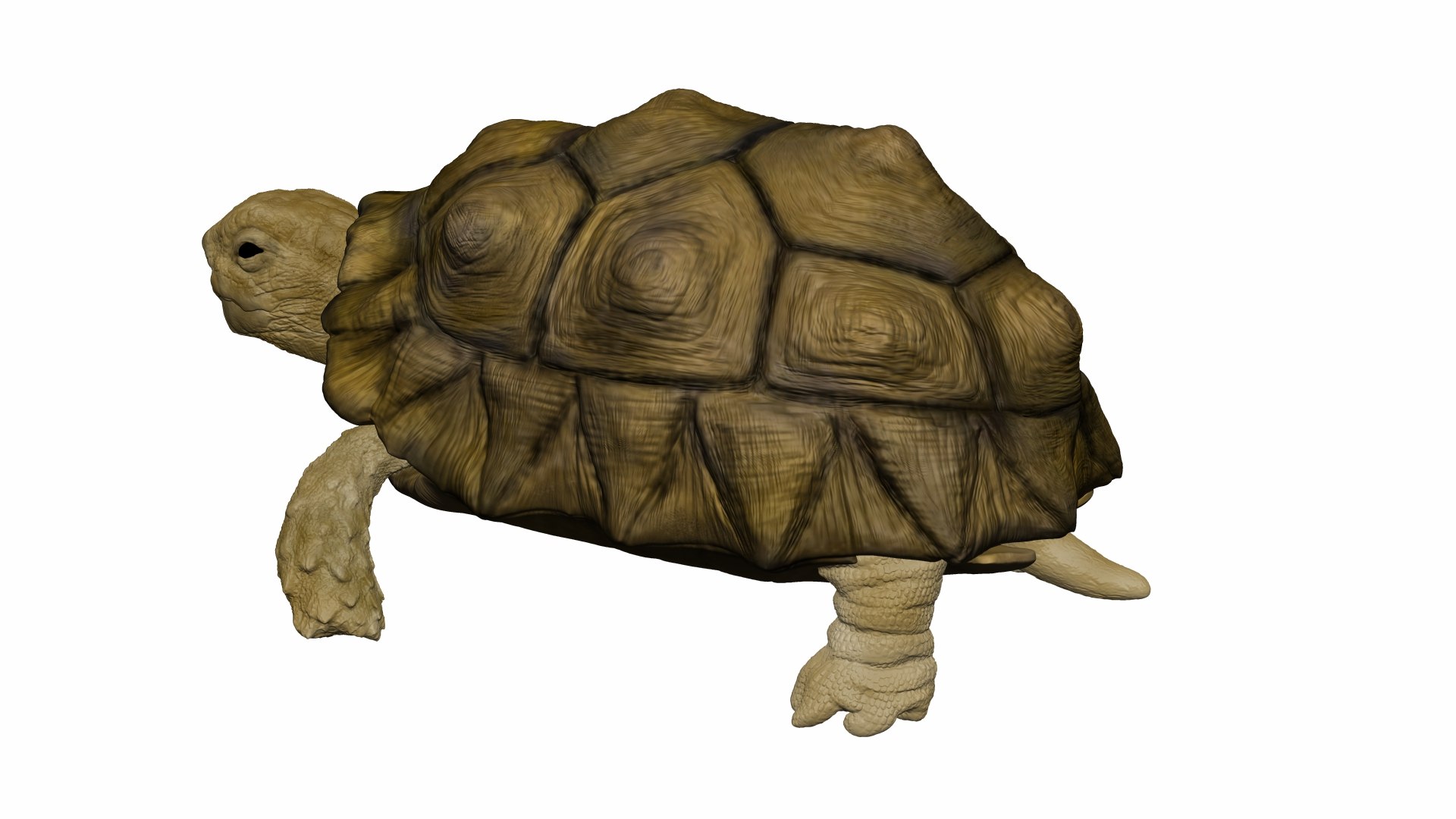 Tortoise Star Model - TurboSquid 1834529
