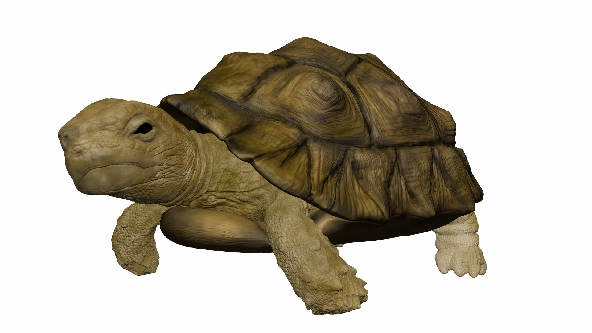 Tortoise Star Model - TurboSquid 1834529