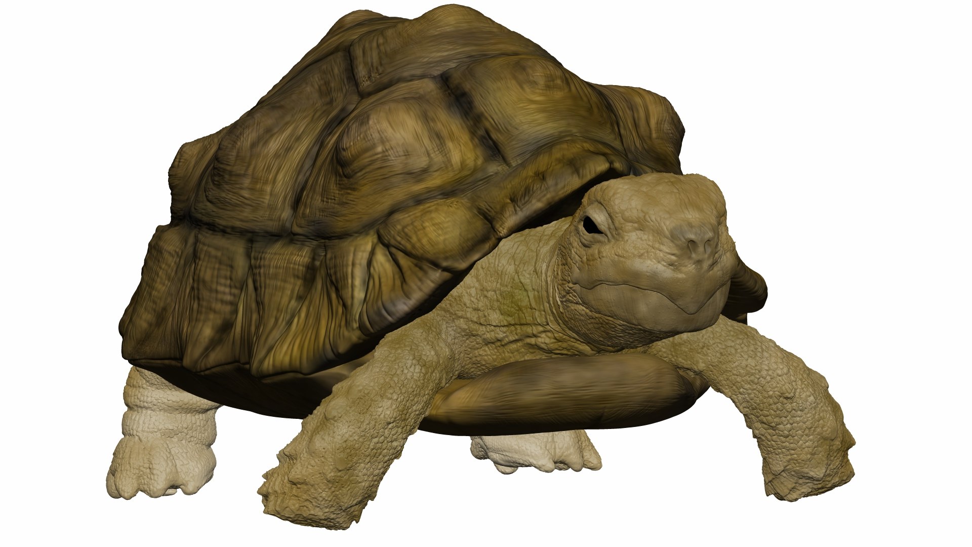 Tortoise Star Model - TurboSquid 1834529