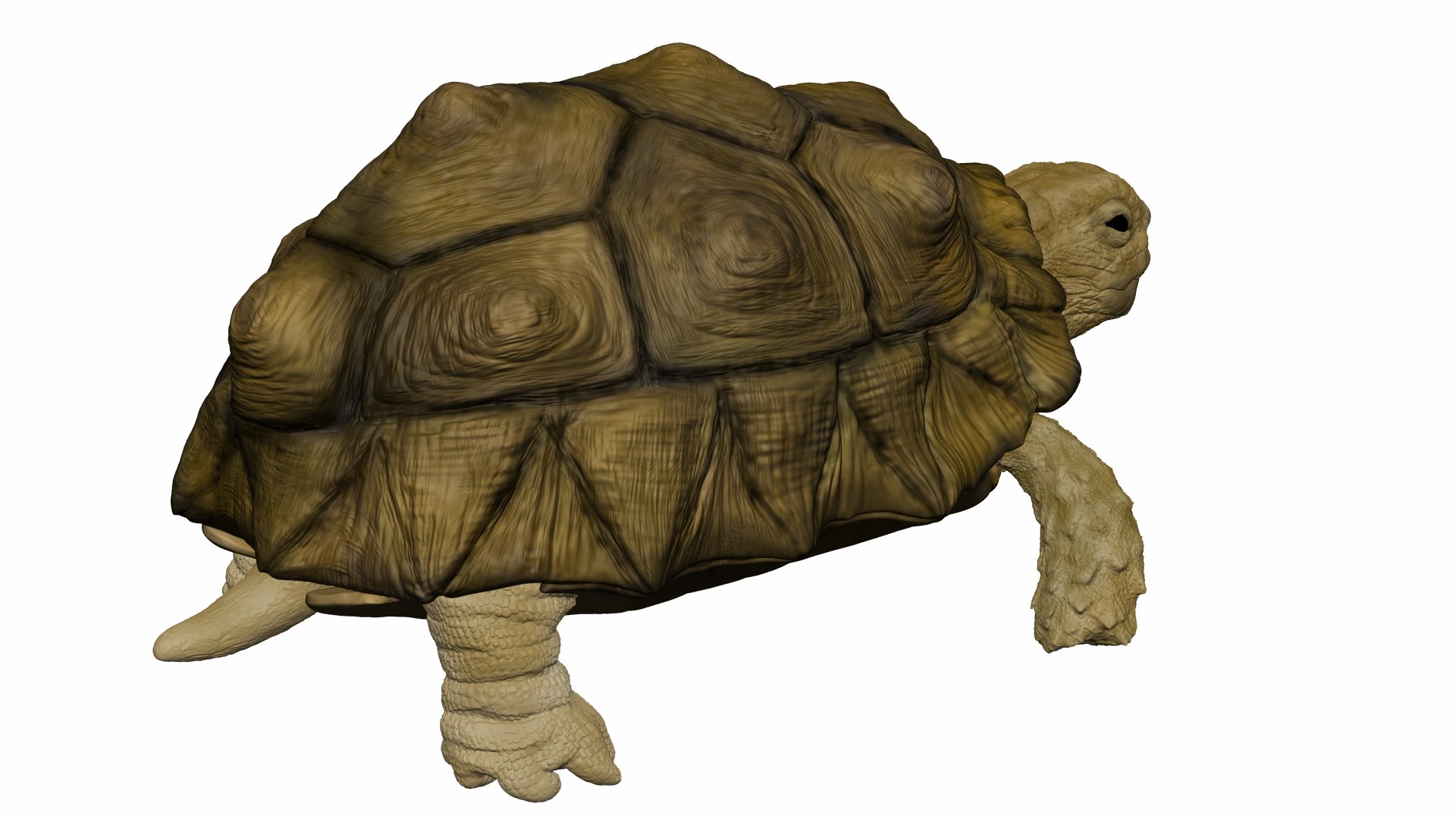Tortoise Star Model - TurboSquid 1834529