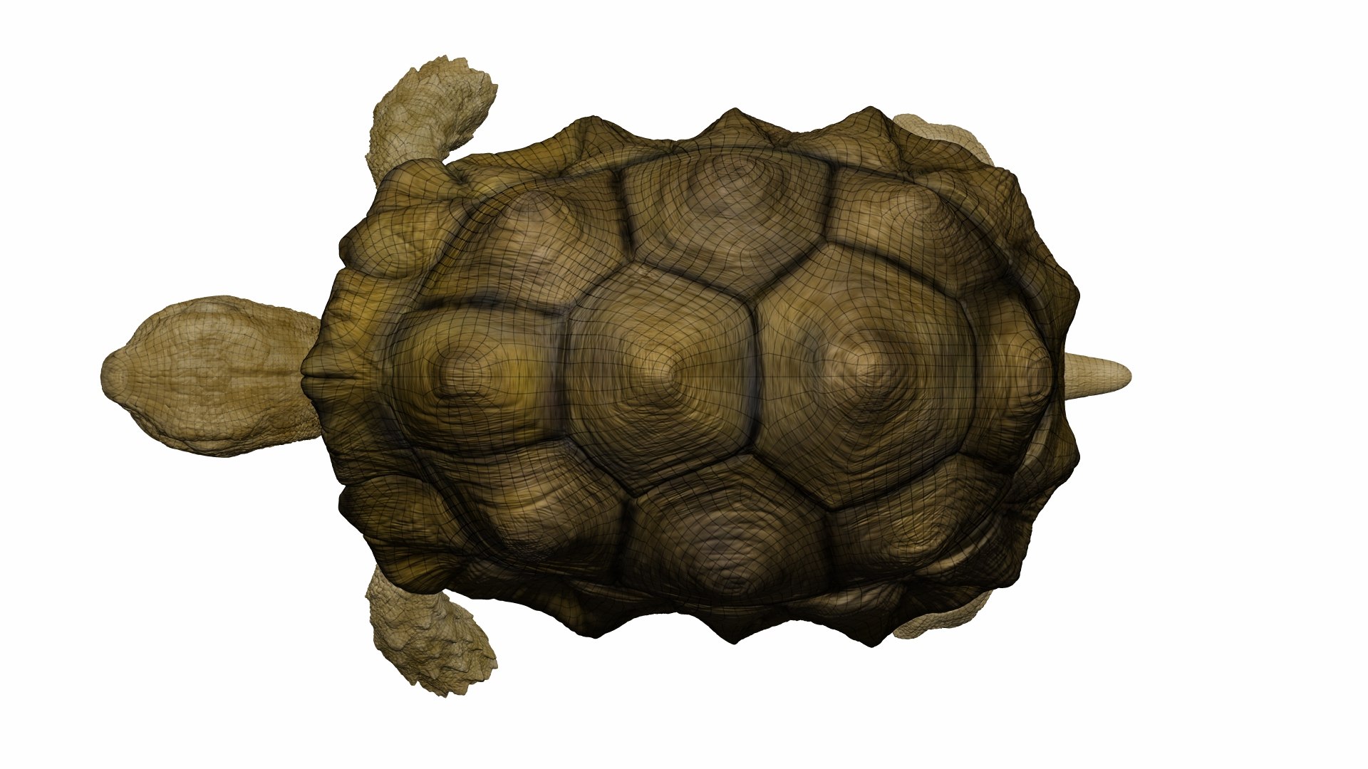 Tortoise Star Model - TurboSquid 1834529