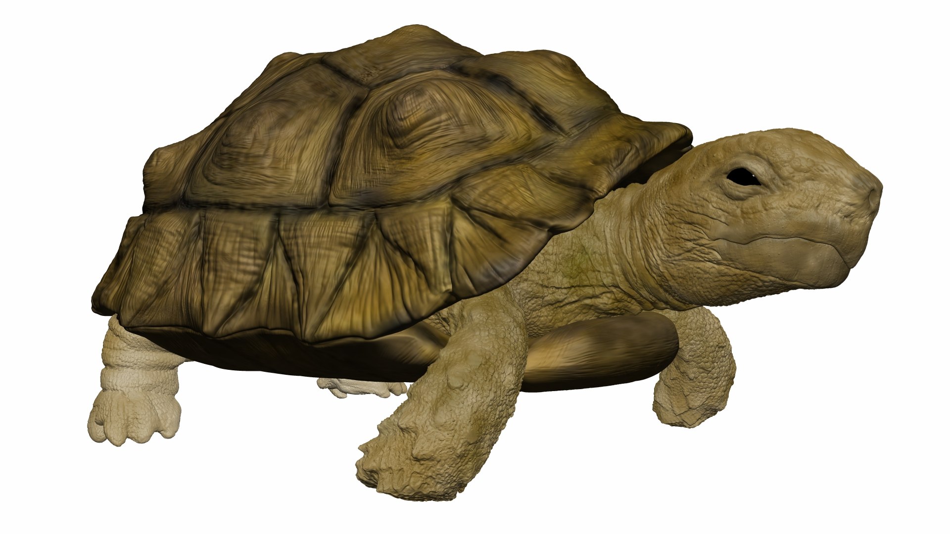 Tortoise Star Model - TurboSquid 1834529