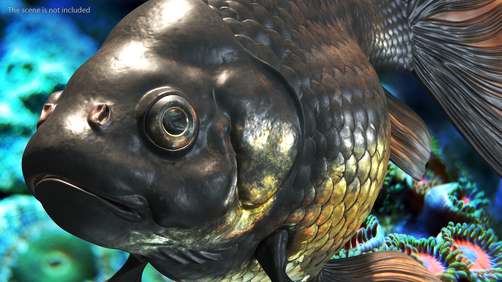 Aquarium Fishes Collection 3D model - TurboSquid 2139252