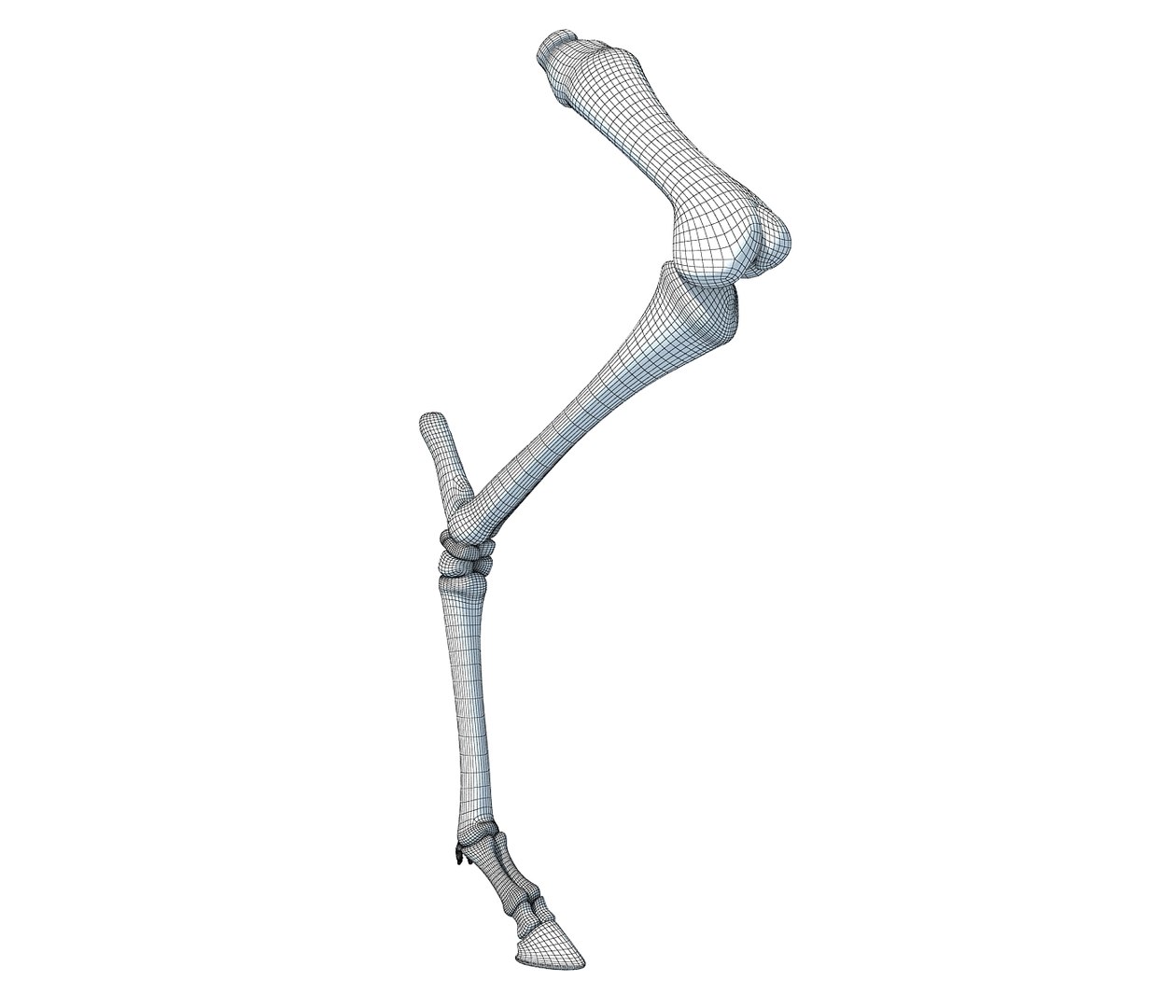 Animal Femur Bones 3D Model - TurboSquid 1177754