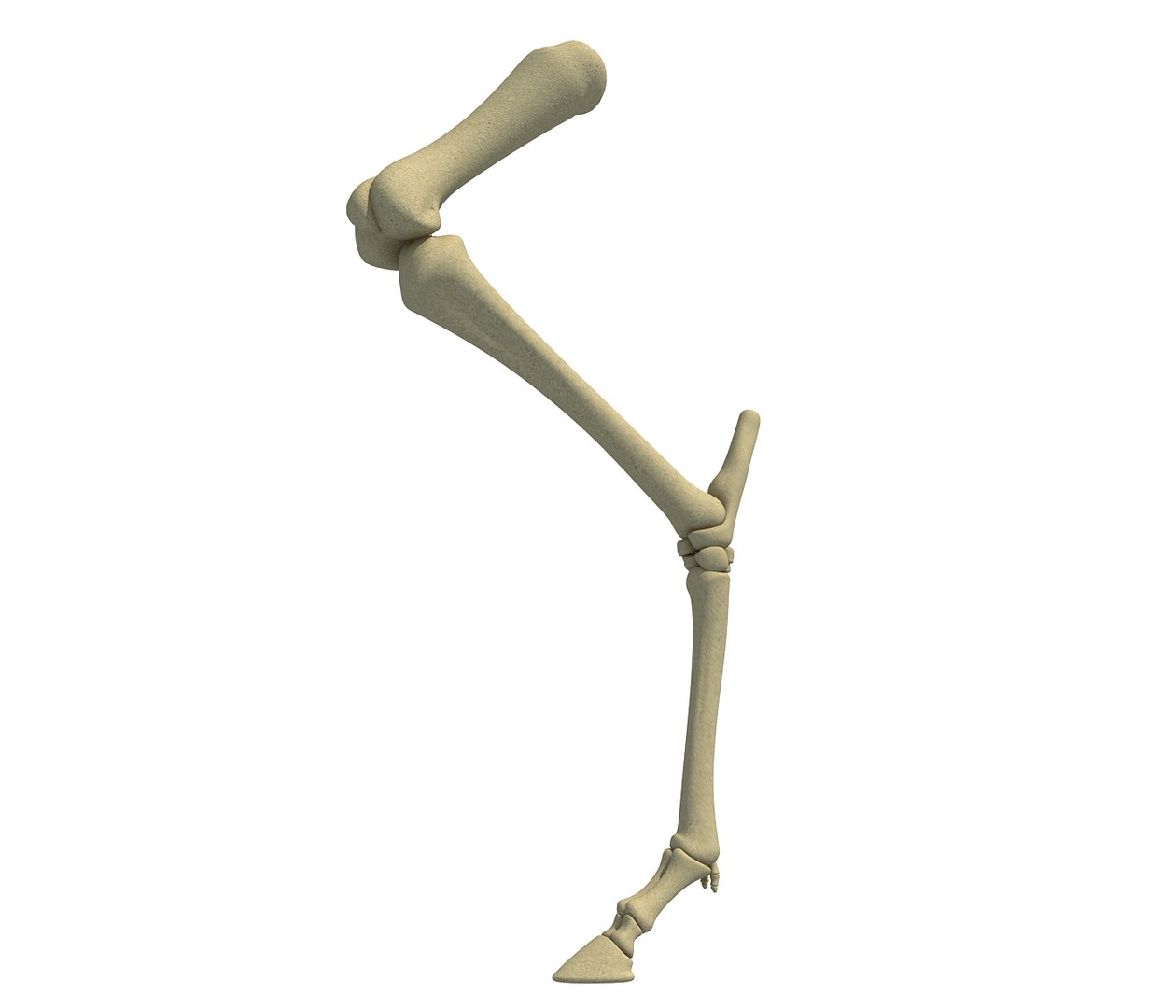 Animal Femur Bones 3D Model - TurboSquid 1177754