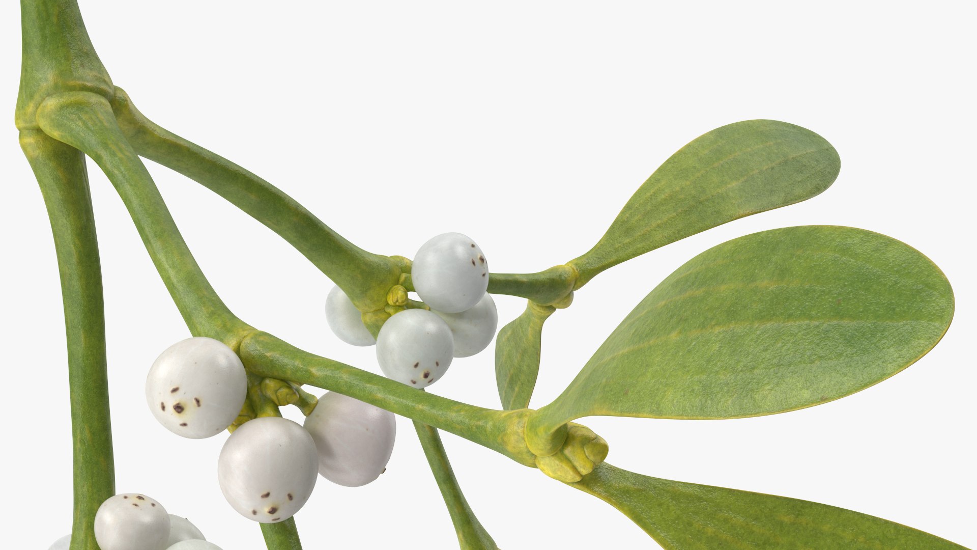 3D Mistletoe With Red Bow 2 - TurboSquid 1806662