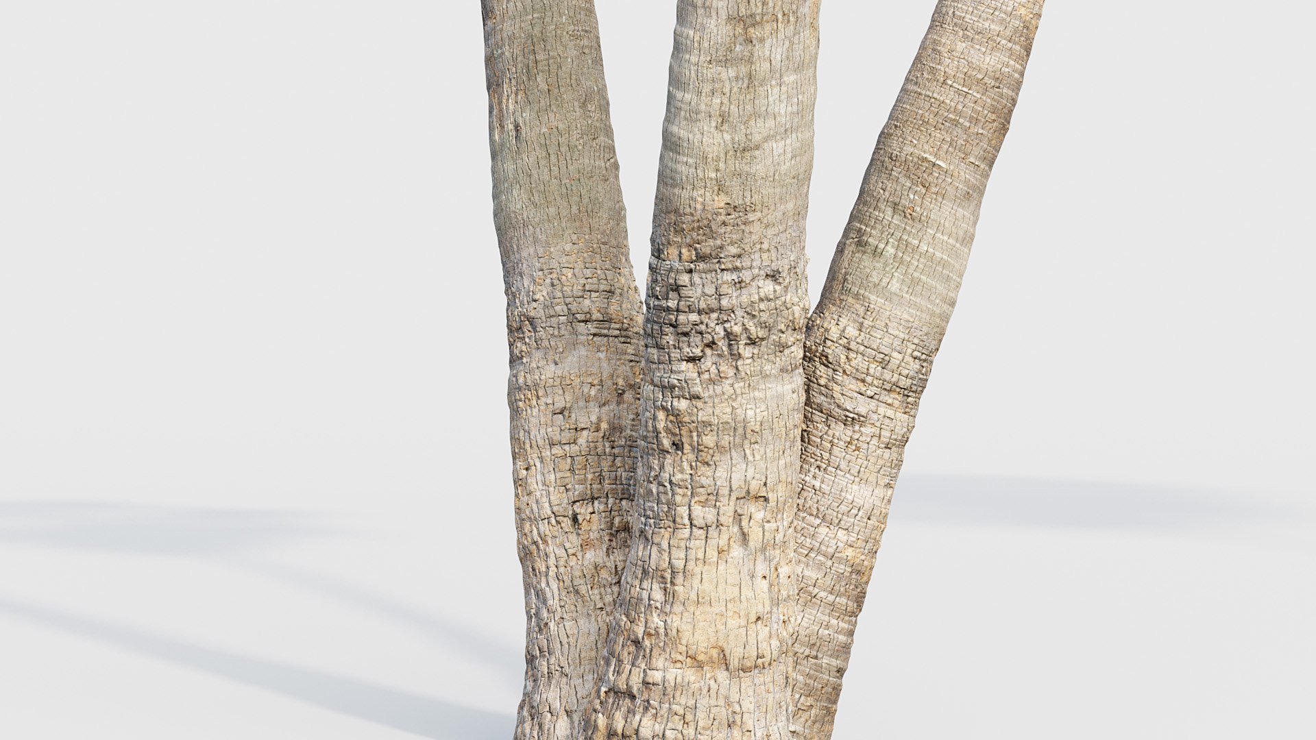 3D Washingtonia Robusta Mexican Fan Palm 04 3D Model - TurboSquid 2173960