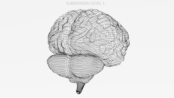 3D Human Brain Fresh model - TurboSquid 1889192