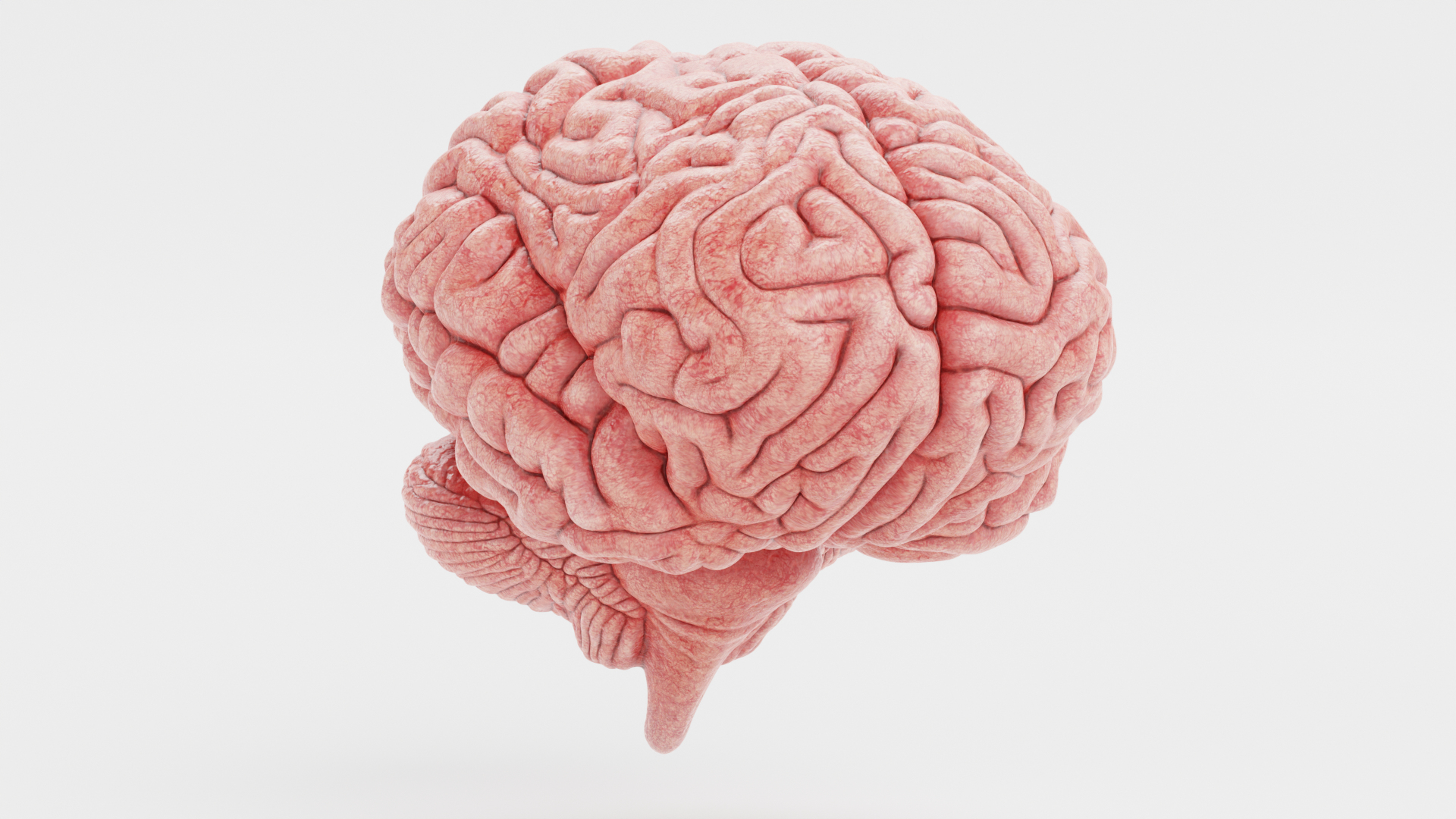 3D Human Brain Fresh model - TurboSquid 1889192