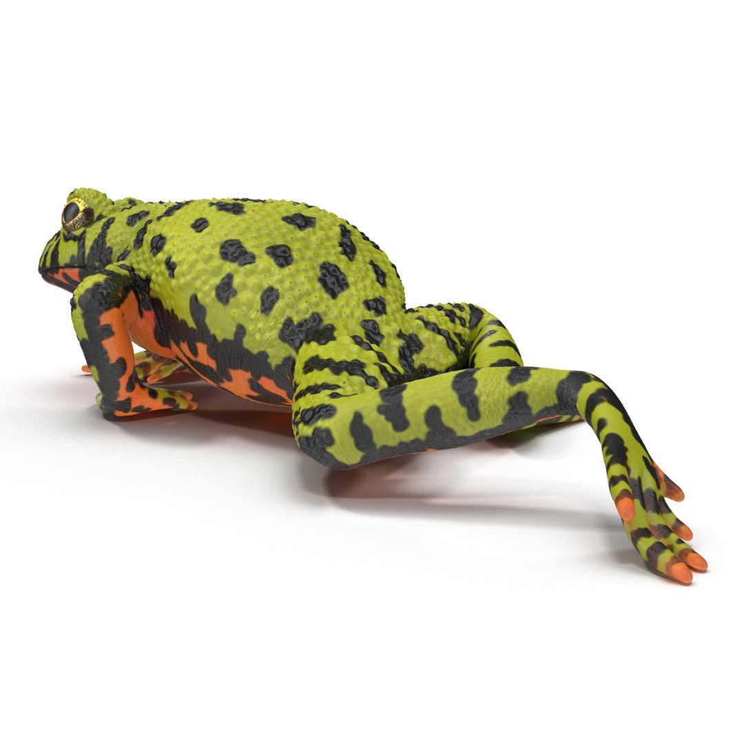 Max Bellied Toad Frog Pose
