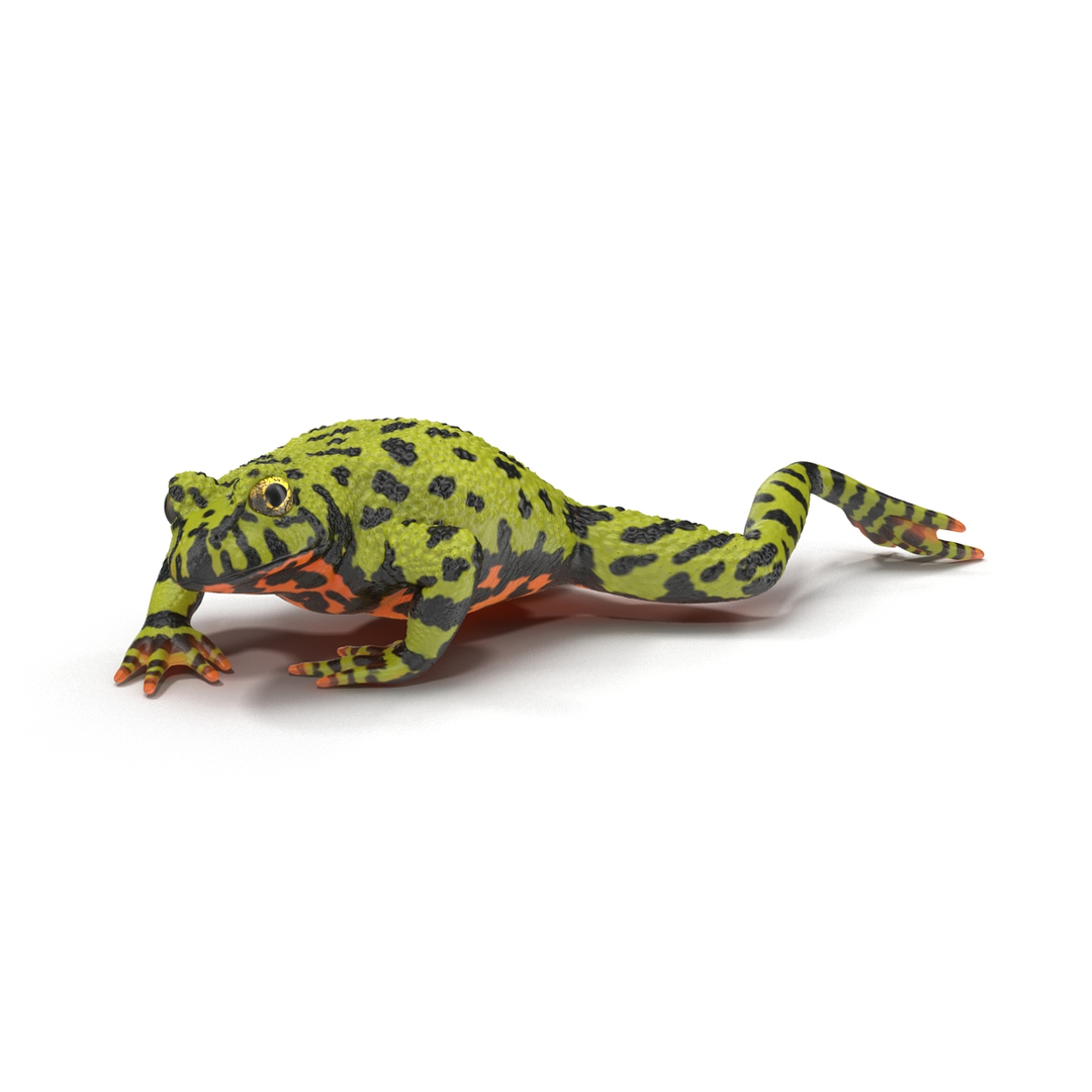Max Bellied Toad Frog Pose