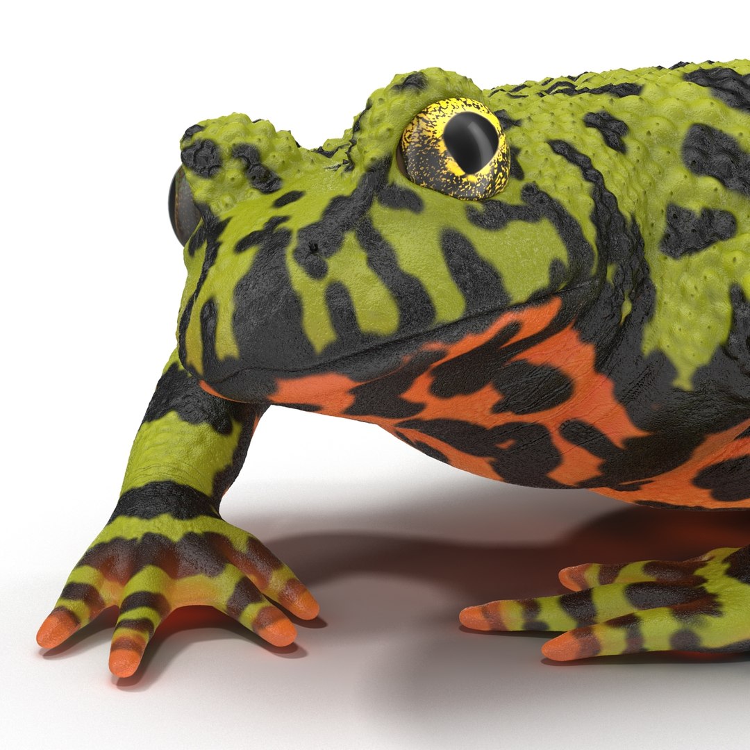 Max Bellied Toad Frog Pose