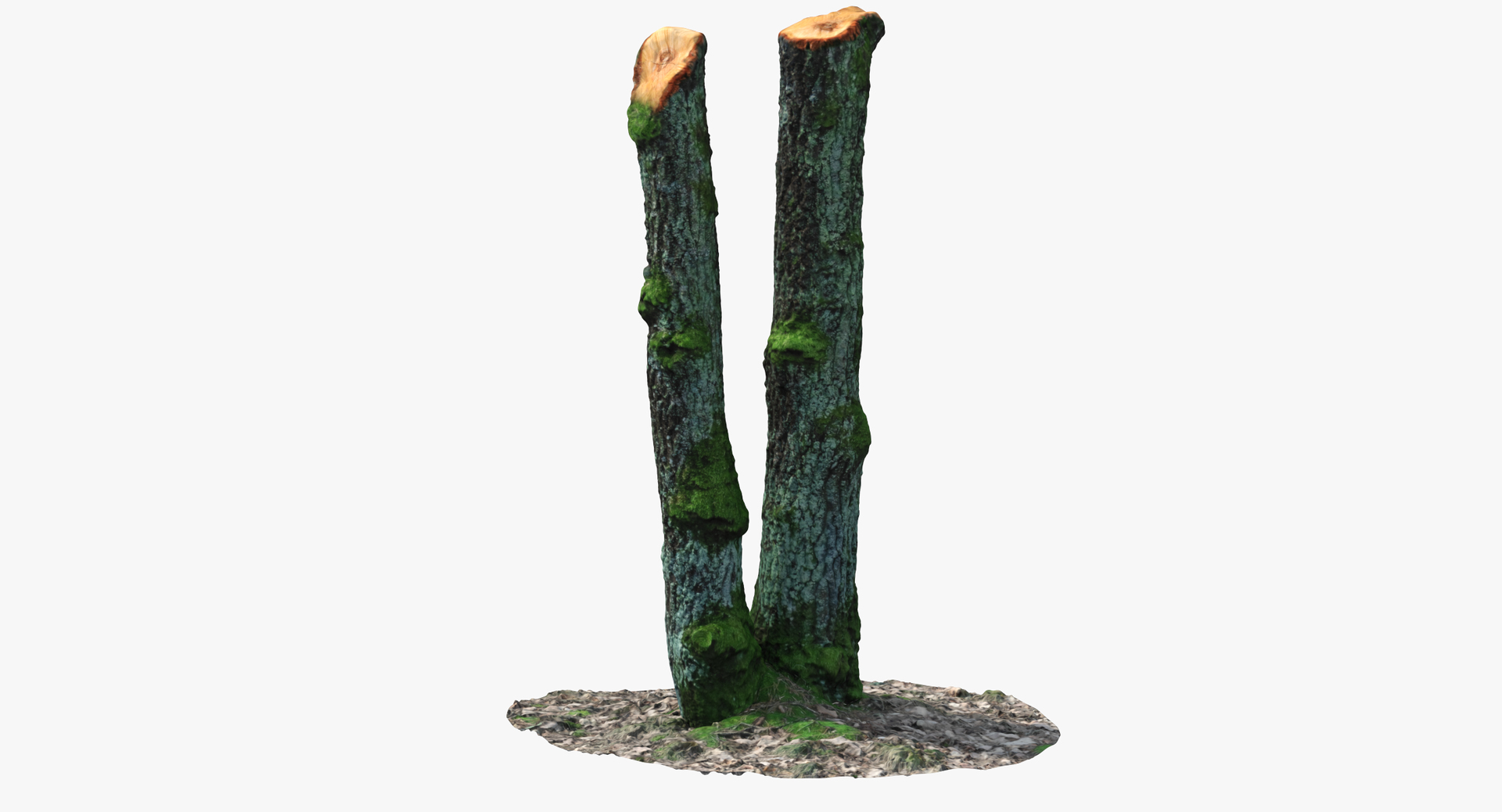 Scan Tree 1 3D - TurboSquid 1244050