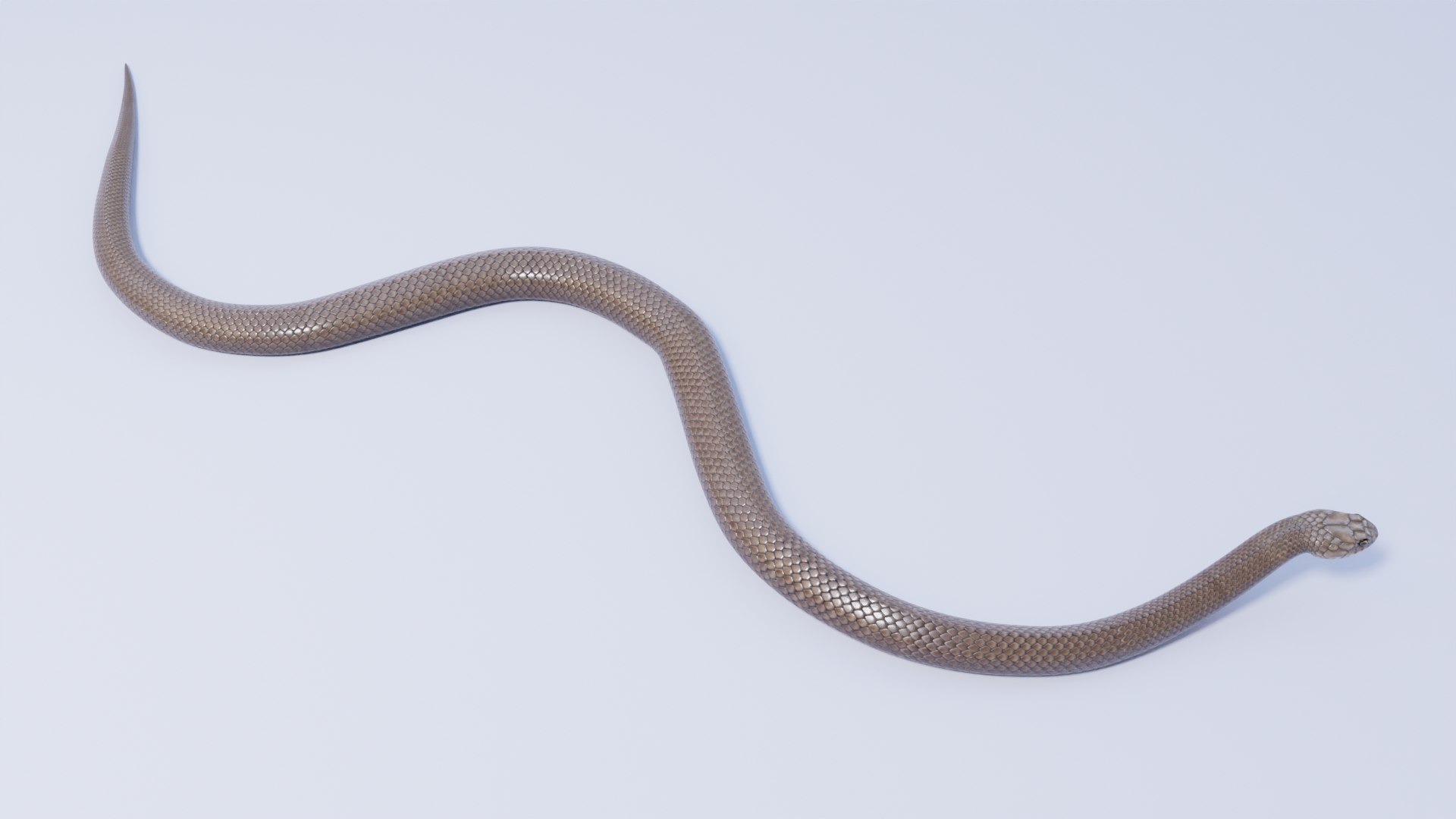 Eastern Brown Snake - Static Poses 3D Model - TurboSquid 2020568
