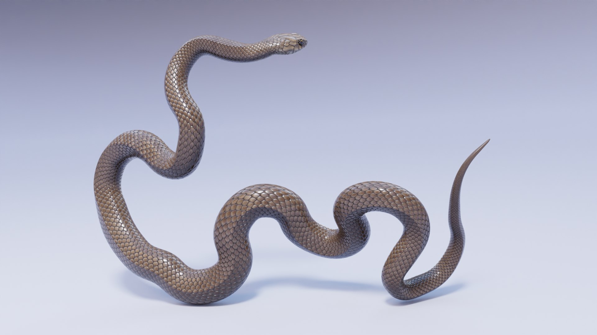 Eastern Brown Snake - Static Poses 3D Model - TurboSquid 2020568