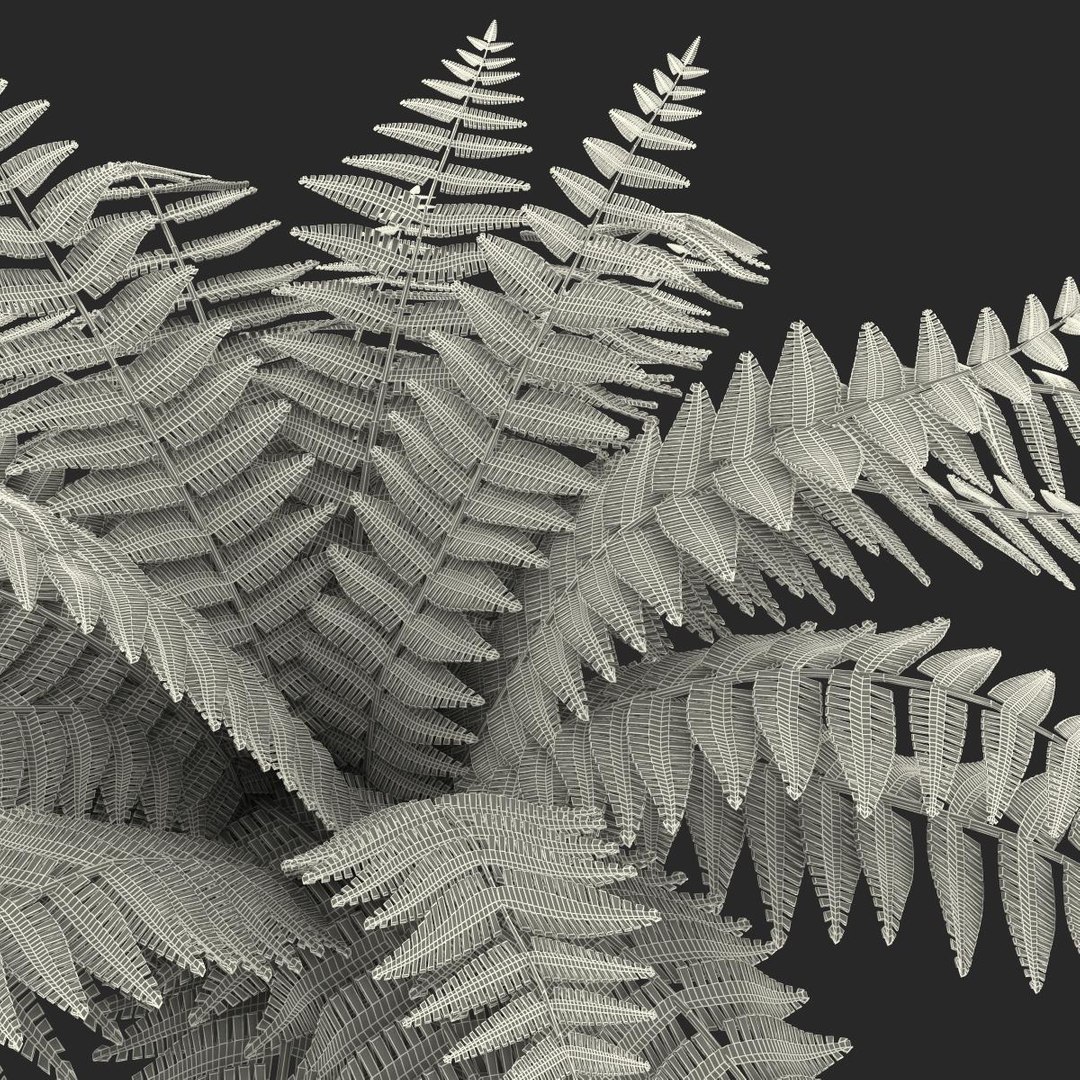 Fern Realistic 3d Model